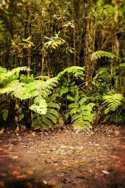 Selva templada fotos de stock, imágenes de Selva templada sin royalties ...