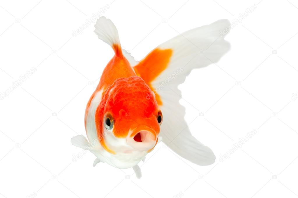 Juvenile Red Cap Oranda Goldfish Stock Photo by ©ammmit 88023688