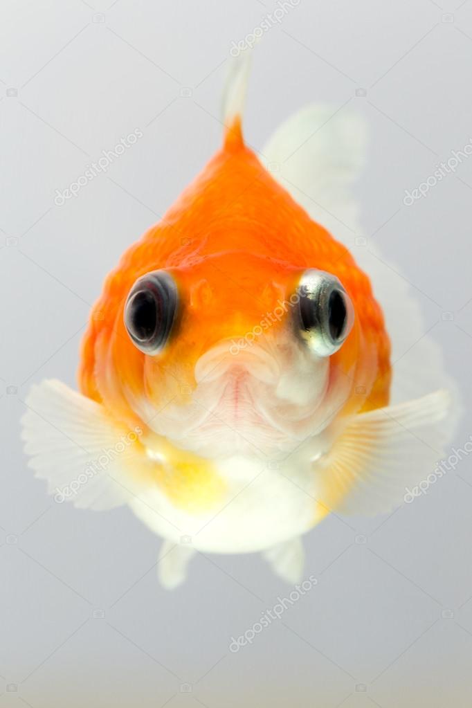 Pearlscale Goldfish Face Stock Photo by ©ammmit 88023768