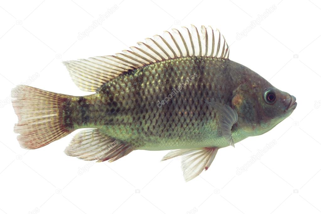 Oreochromis Mossambicus Tilapia Fish Stock Photo by ©ammmit 88024250