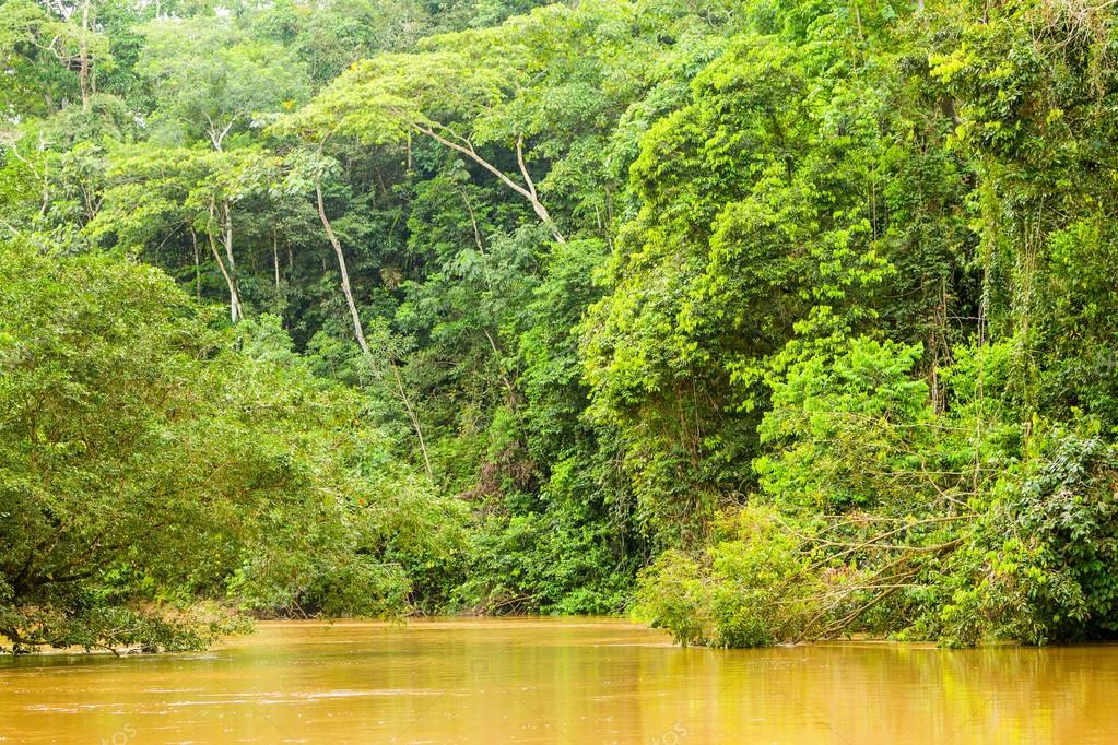 Bosque amaz nico denso 2024