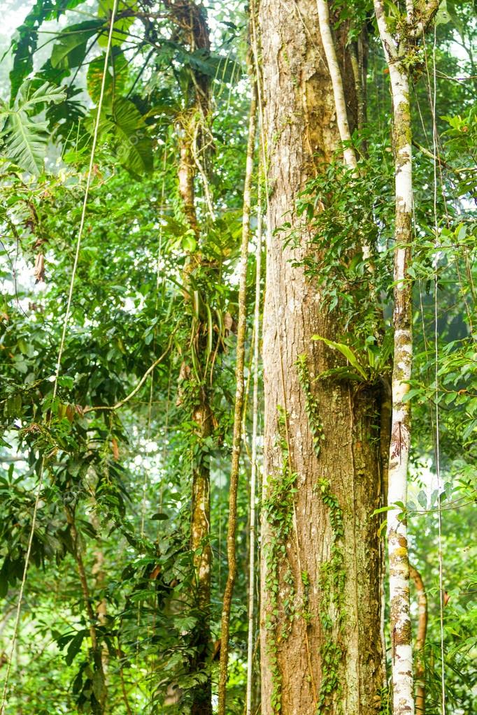 Végétation typique de la jungle amazonienne image libre de droit par ...