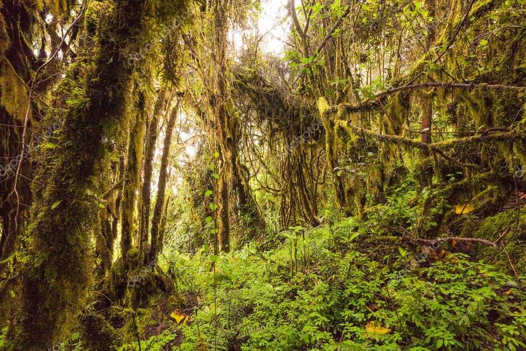 Andes Rainforest Vegetation Stock Photo by ©ammmit 88025112