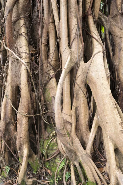 aerial roots of tropical plants — Stock Photo © lnzyx #22447241