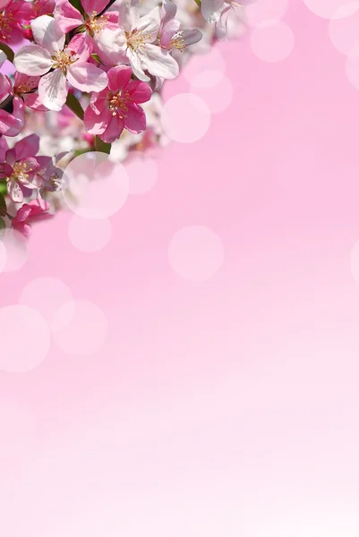 Pink spring blossom border background Stock Photo by ©Pics4ads 19141051