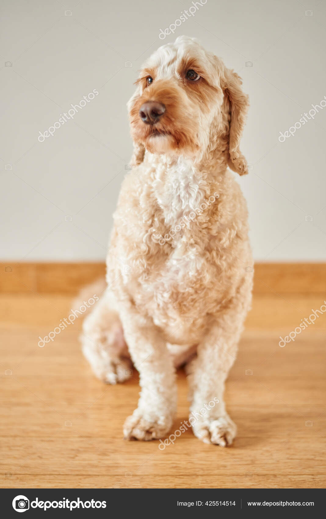 Studio Photo Spoodle Stock Photo by ©kitchbain 425514514