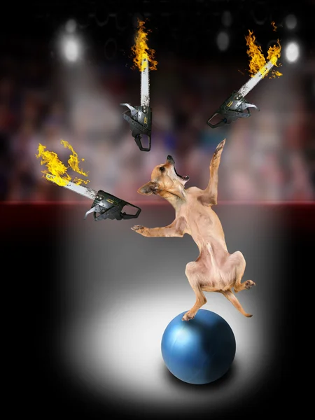 Juggling chainsaws Stock Photos, Royalty Free Juggling chainsaws Images ...