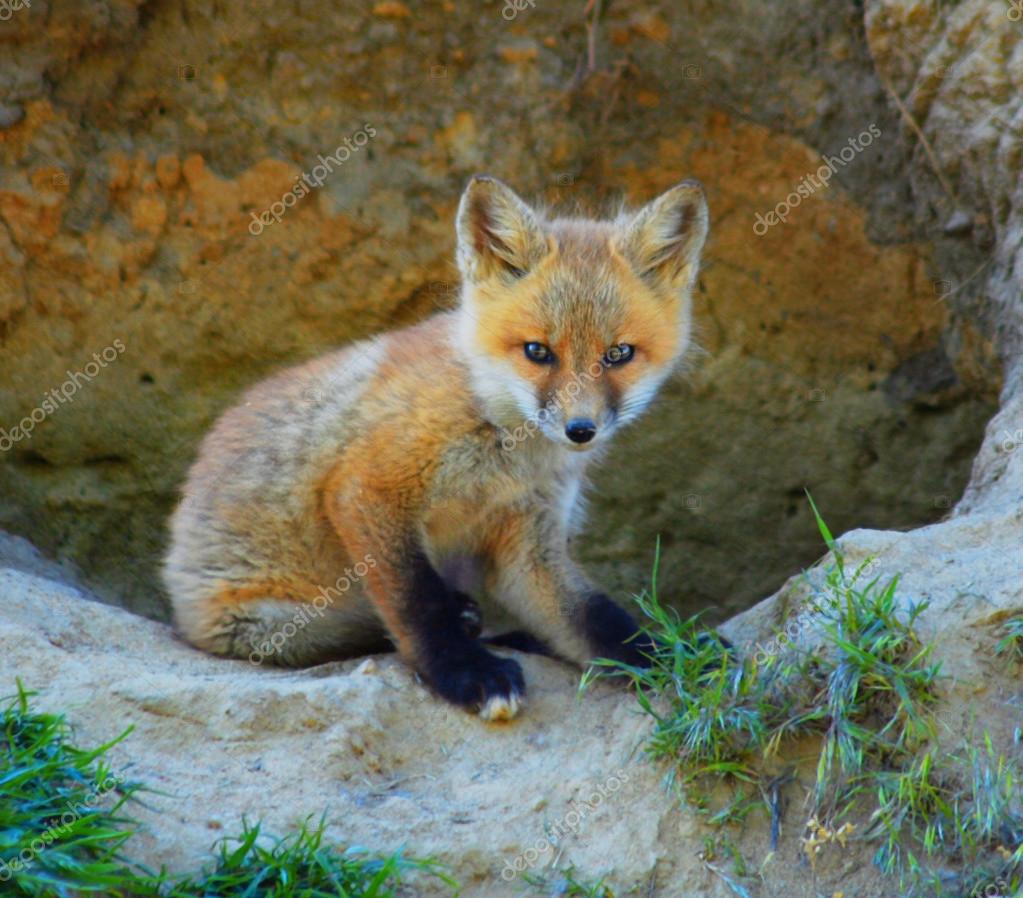 Cute Baby Red Fox