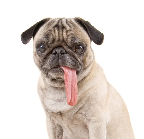 Drooling Stock Photos, Royalty Free Drooling Images | Depositphotos