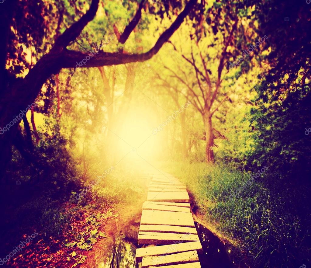 Magical bridge in green lush forest Stock Photo by ©graphicphoto 53614535