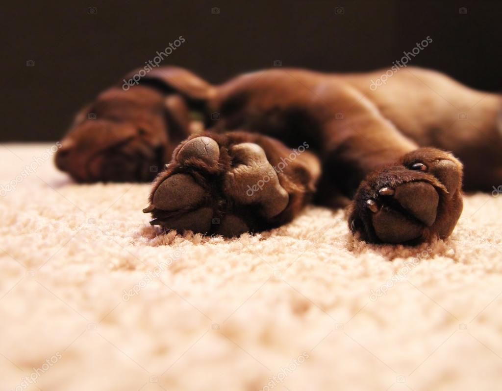 Chocolate lab puppy sleeping — Stock Photo © graphicphoto #53614633