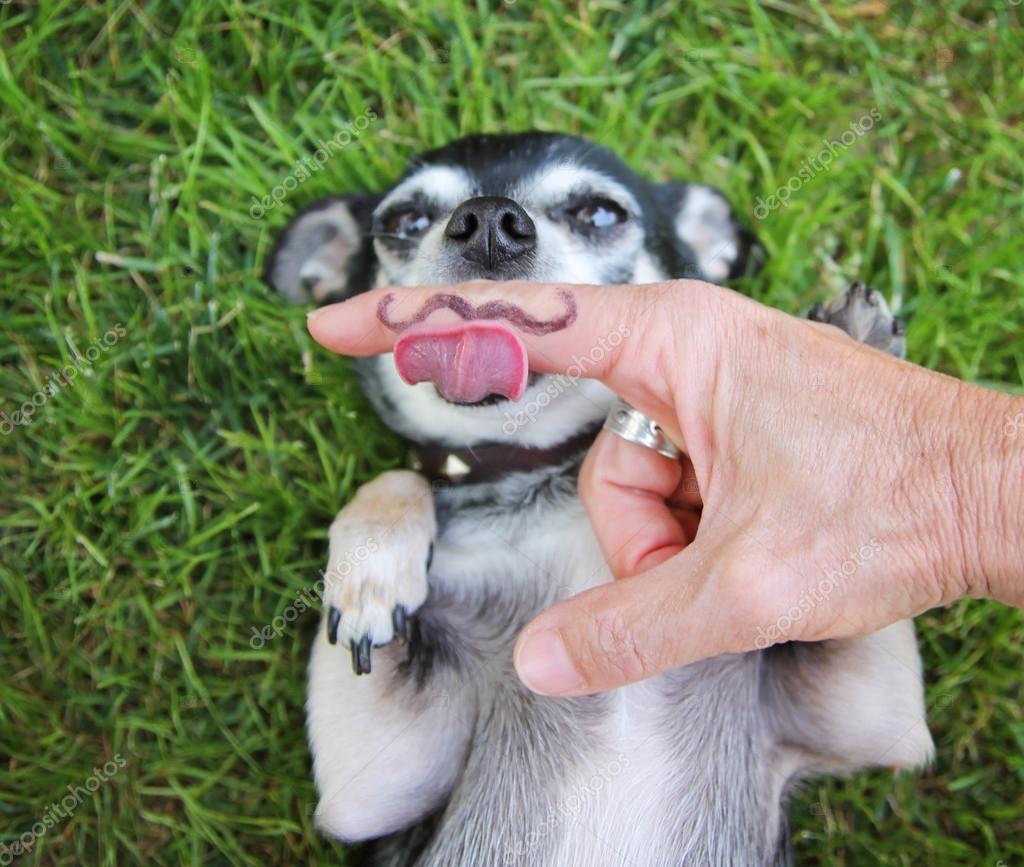 Chihuahua with mustache finger Stock Photo by ©graphicphoto 53617715