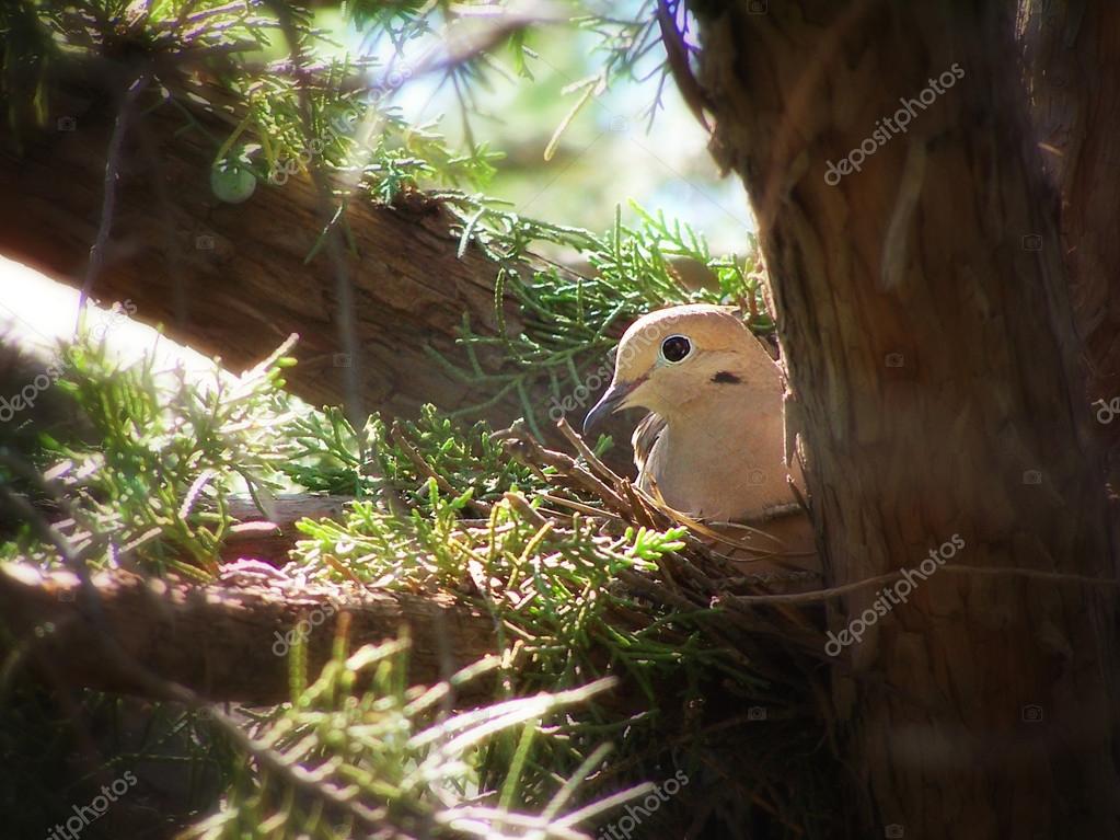 Cute dove in a nest Stock Photo by ©graphicphoto 53618659