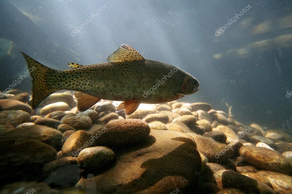 Trout Swimming Underwater