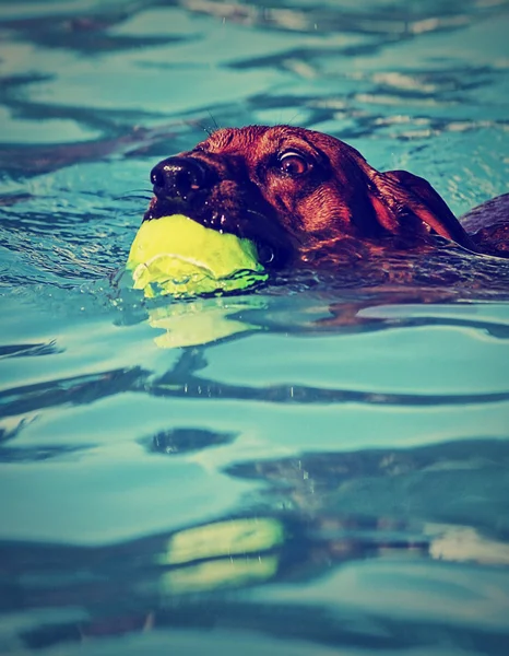 Cute dog at public pool - Stock Image - Everypixel