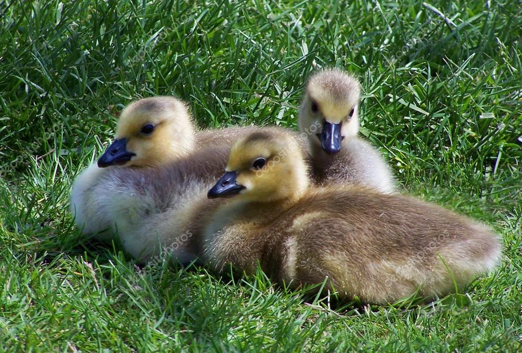 Tres bebés de gansos canadienses — Foto de Stock #53620005 — Depositphotos