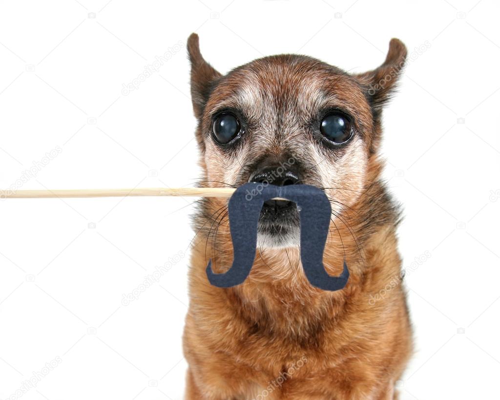 Dogs Wearing Mustaches