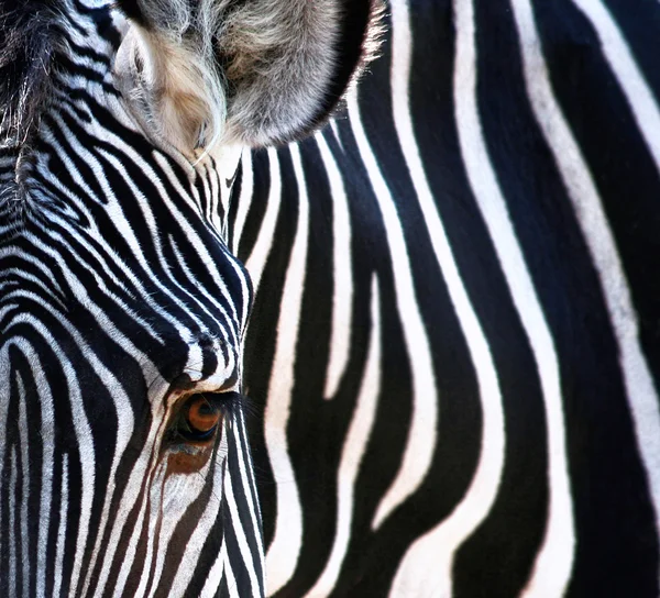Portrait of a zebra Stock Photo by ©Katrin_Timoff 9532527