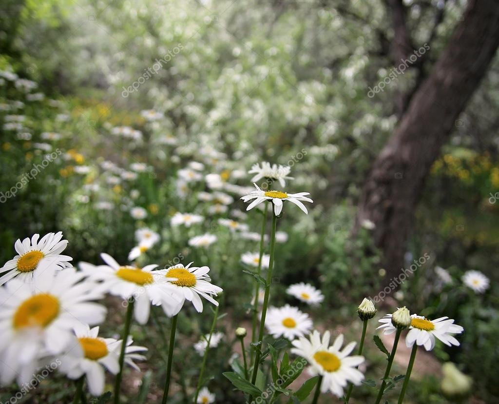 Pretty daisy flowers Stock Photo by ©graphicphoto 53632309