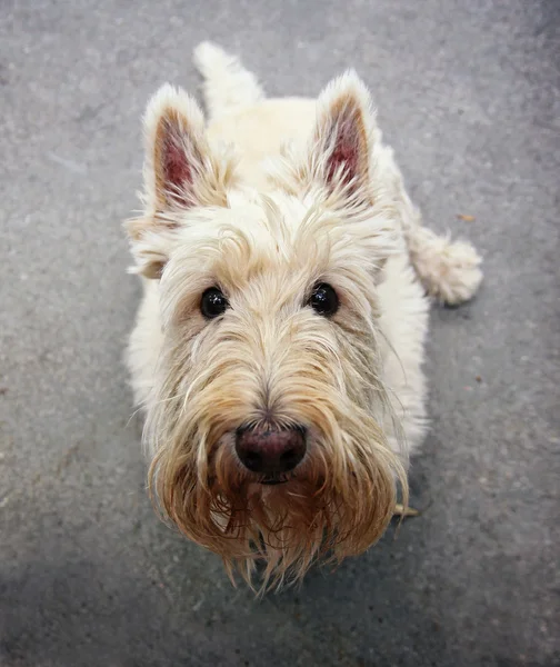 Scotty Stock Photos, Royalty Free Scotty Images | Depositphotos