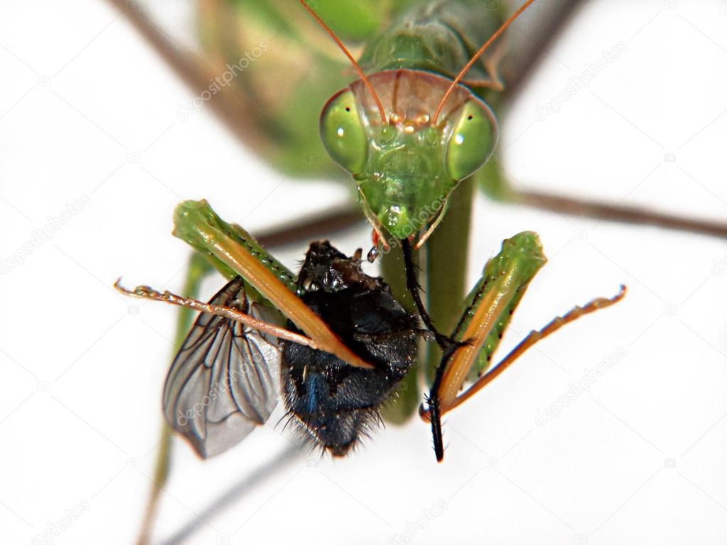 Praying Mantis Eating a Fly — Stock Photo © graphicphoto #61016845