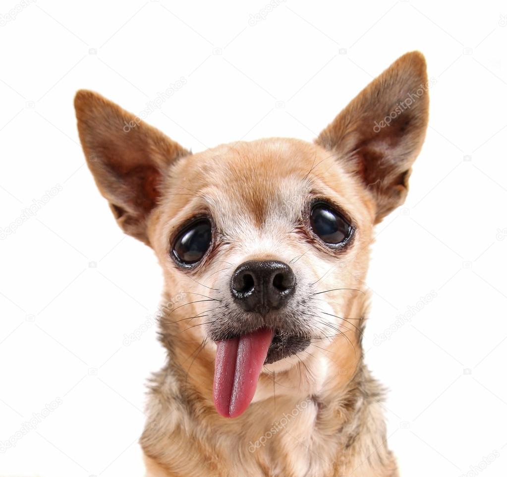 Funny chihuahua face — Stock Photo © graphicphoto #62012085
