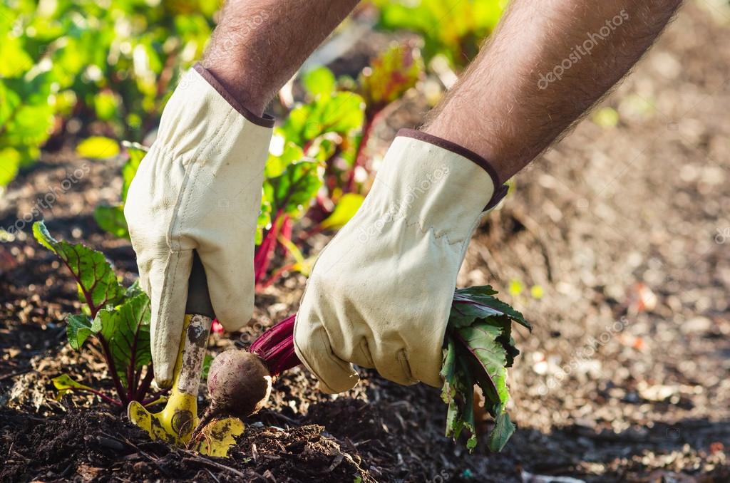 Planting and harvesting at an organic farm — Stock Photo © Daxiao ...