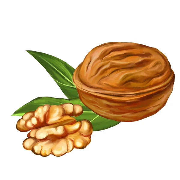 Walnuts Stock Vectors, Royalty Free Walnuts Illustrations | Depositphotos®