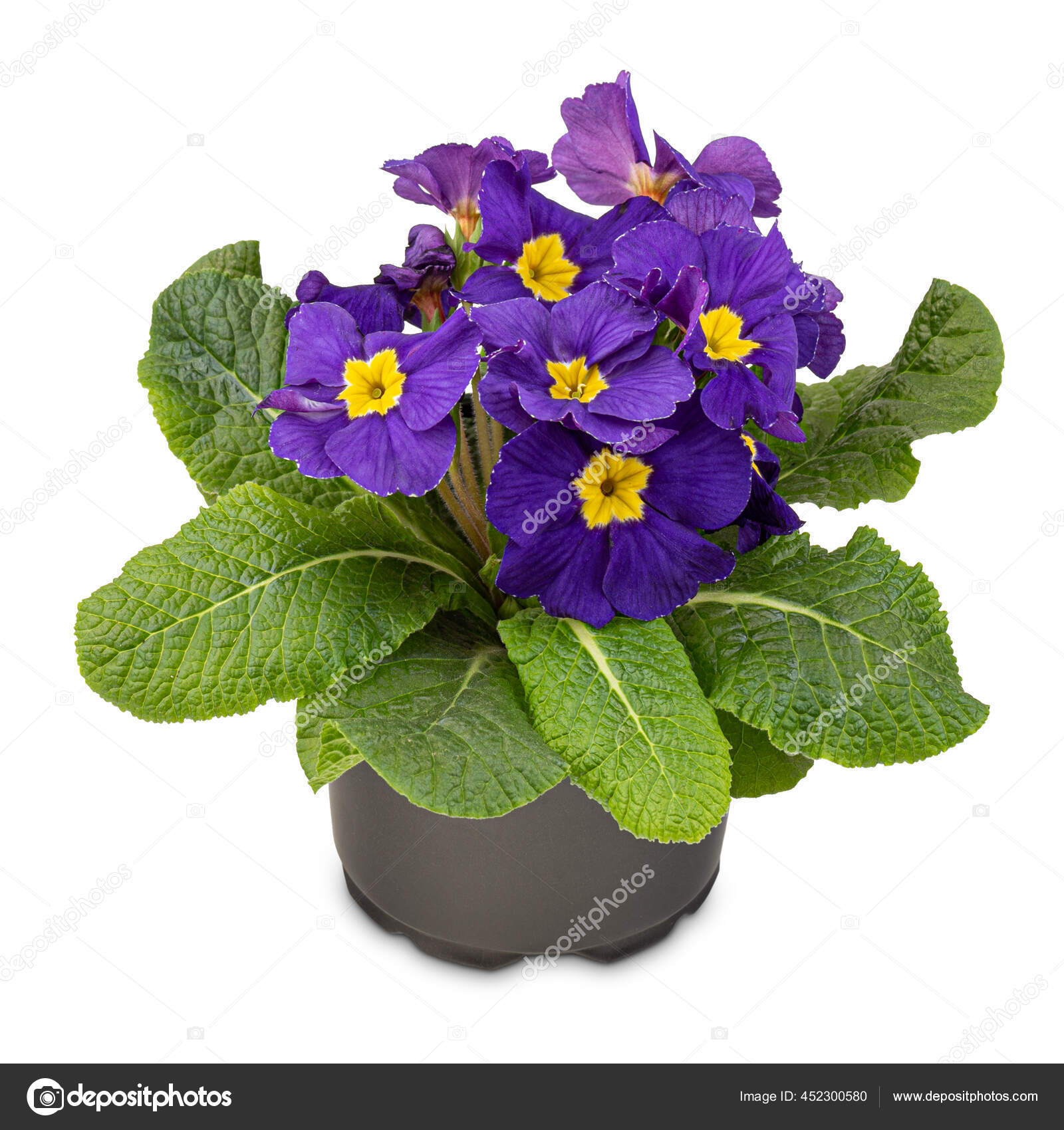 Blue Evening Primrose Flower