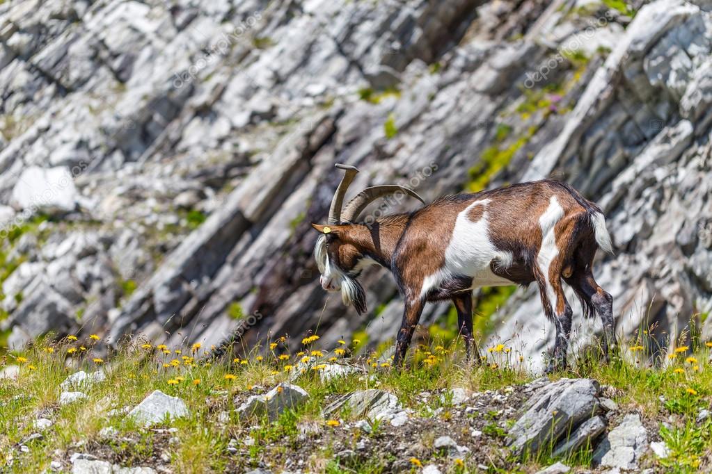Alps goat — Stock Photo © grafvision #81480426