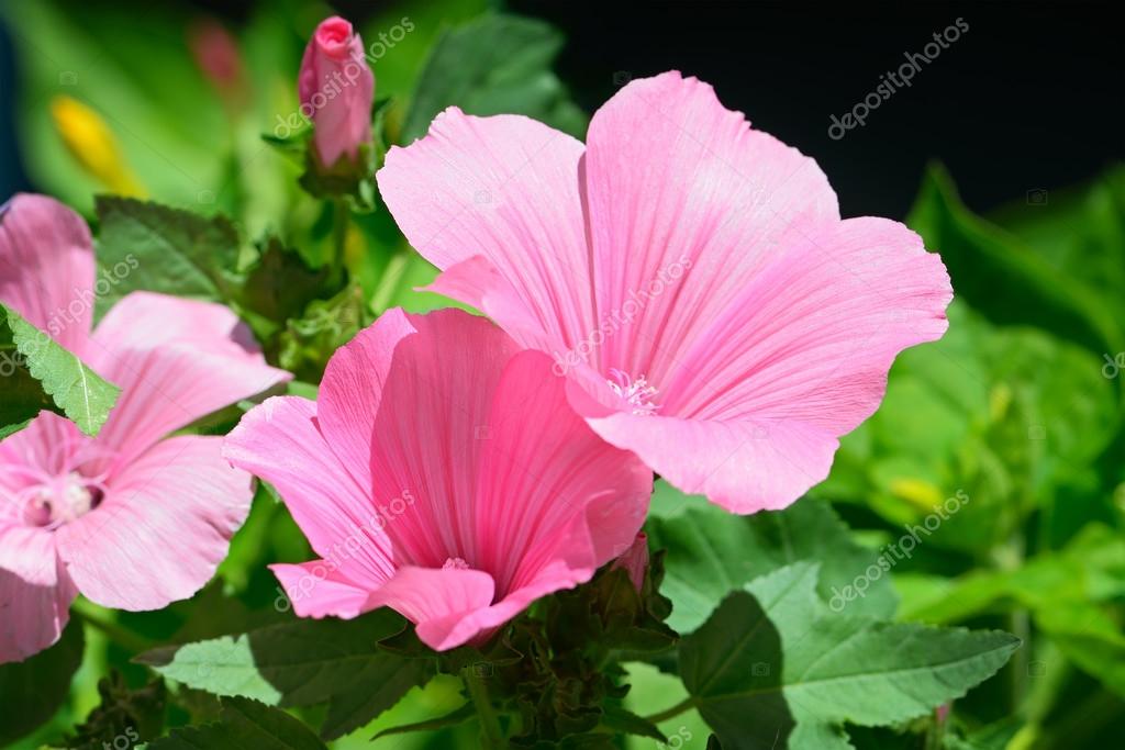 Beautiful pink flower Stock Photo by ©Serg64 101351646