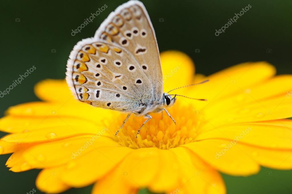 Beautiful butterfly — Stock Photo © Serg64 #62166859