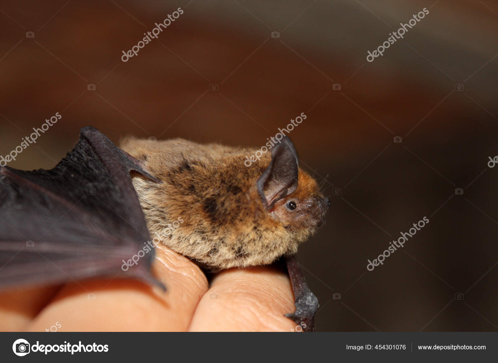 Little Brown Bat Man Hand Stock Photo by ©shopartgallery 454301076