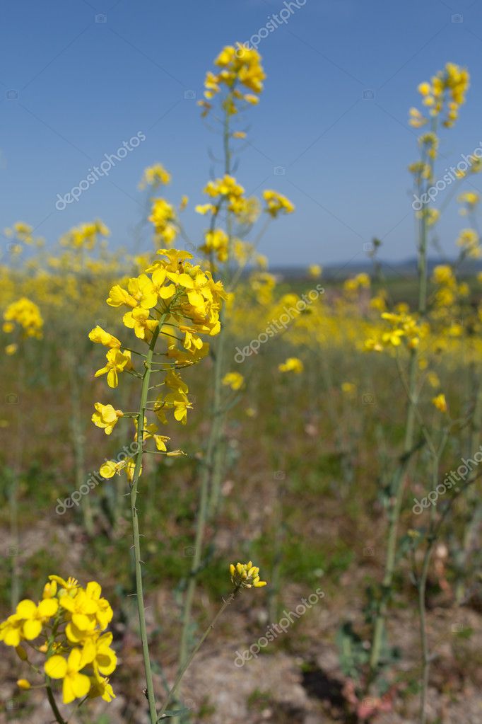 Rapeseed Blooms In Spring Stock Photo by ©shopartgallery 65167015