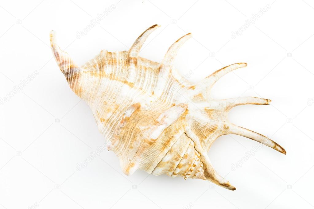 Giant Spider Conch Shell (Lambis Truncata) Stock Photo by ...