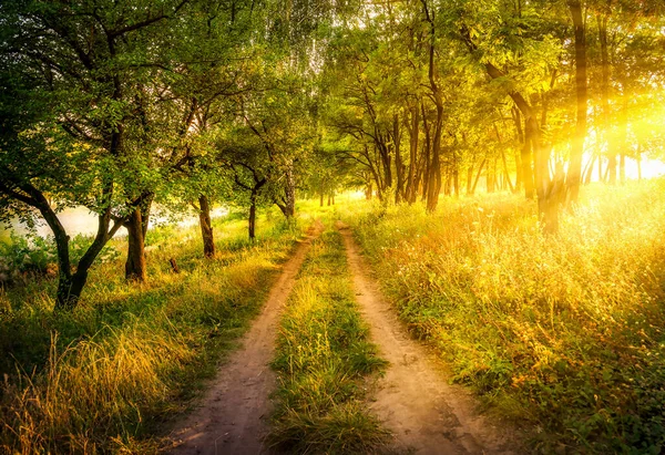 Sunny pathway Stock Photos, Royalty Free Sunny pathway Images ...