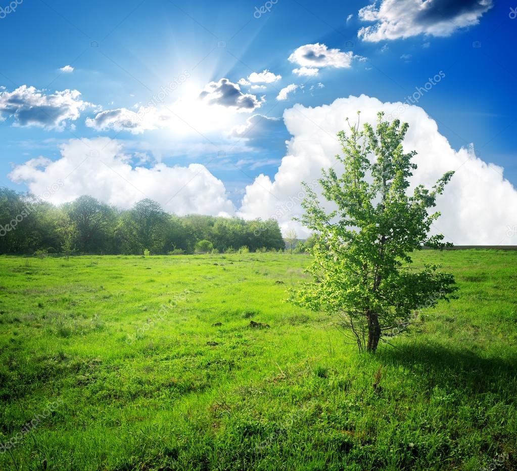 Little tree Stock Photo by ©Givaga 61771151