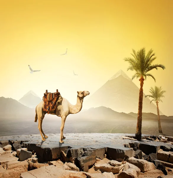ᐈ Camel bird stock photos, Royalty Free camel bird images photos ...