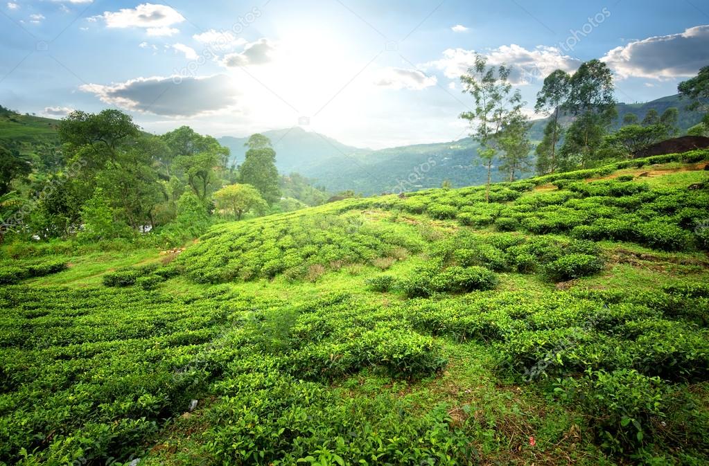 Tea fields in mountains — Stock Photo © Givaga #95036852