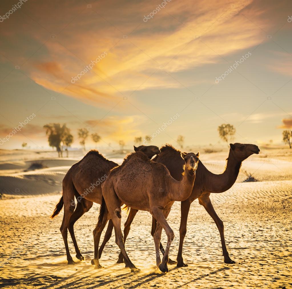 Desert landscape with camels Stock Photo by ©alan64 110990748