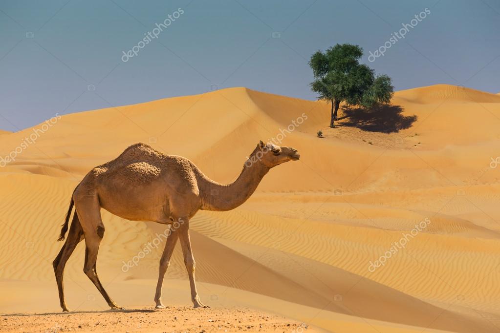Desert landscape with camel Stock Photo by ©alan64 115730542