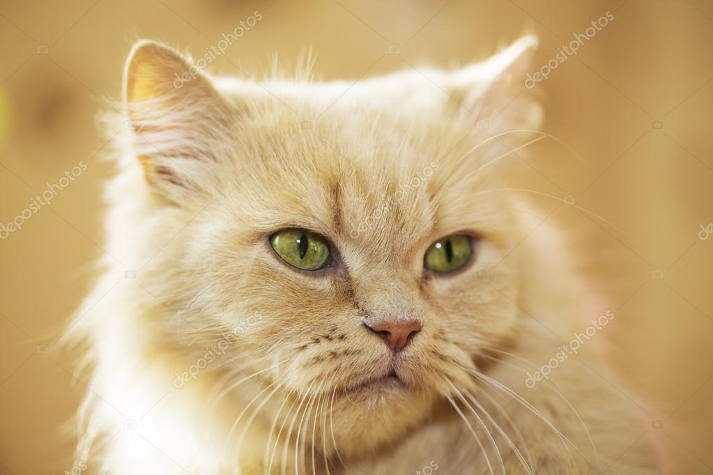 Portrait of an angry red cat — Stock Photo © alan64 #122717934