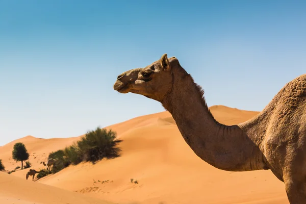 Desert landscape with camel Stock Photo by ©alan64 115730542