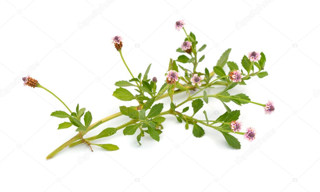 Phyla nodiflora, la fruta de la rana, la fruta de niebla de dientes de ...