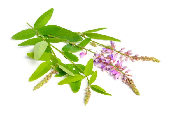 Desmodium Stock Photos, Royalty Free Desmodium Images | Depositphotos