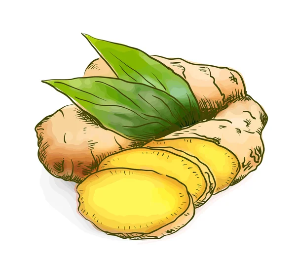 Ingwer Stockvektoren, lizenzfreie Illustrationen | Depositphotos