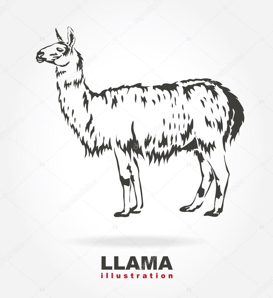 Llama. vector illustration. — Stock Vector © spline_x #87884164