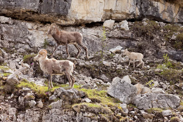 Female stone sheep Stock Photos, Royalty Free Female stone sheep Images ...