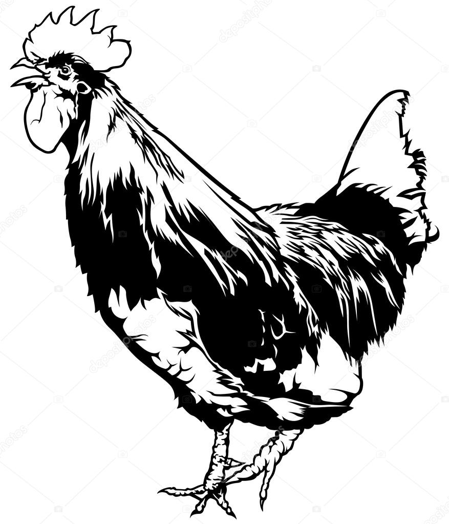 Rooster Crowing Drawing