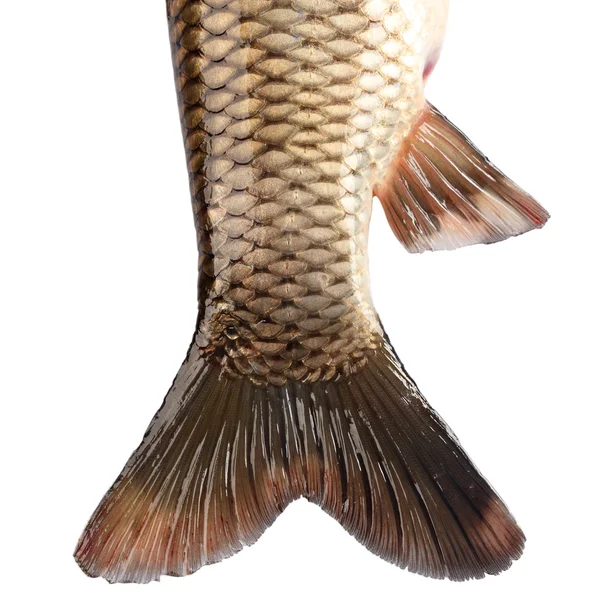 The tail of the fish carp isolated on white background Stock Photo by ...